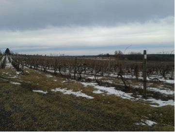 Cornell professor develops new grapes for Finger Lakes vineyards ...